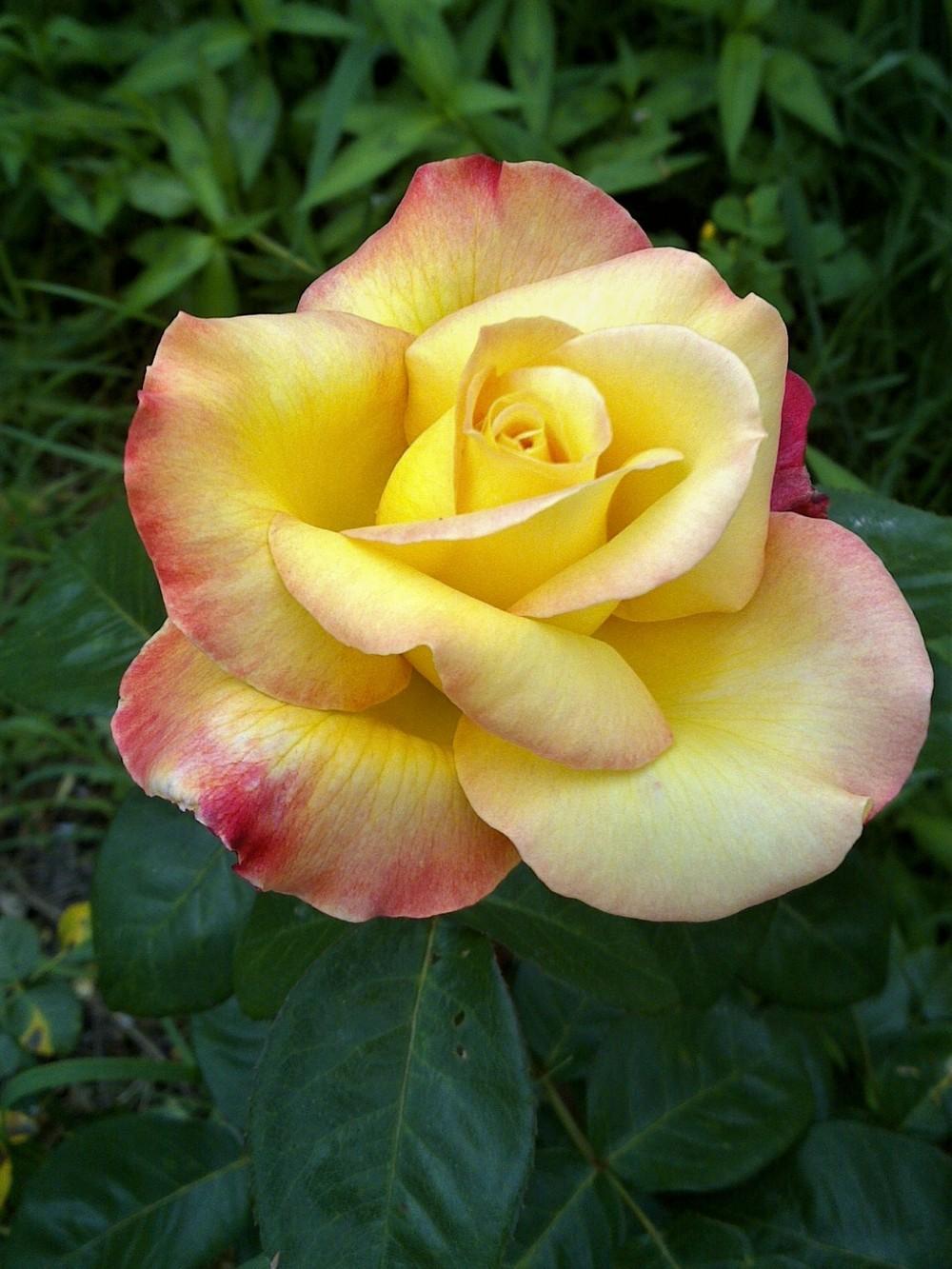 Rose (Rosa 'Classic Beauty') in the Roses Database - Garden.org