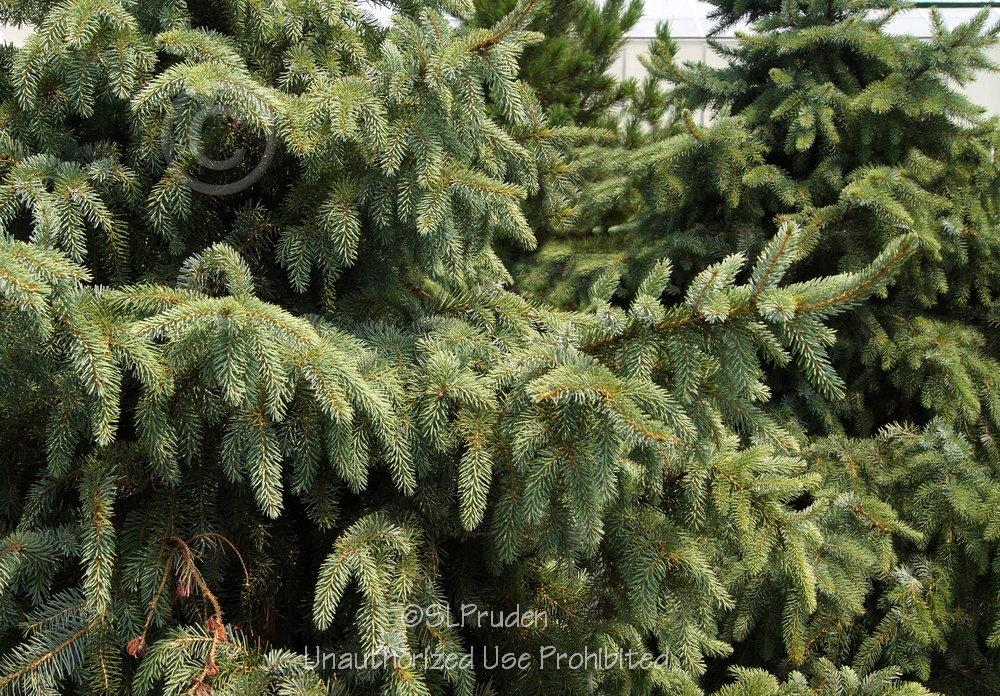 Photo of the leaves of Serbian Spruce (Picea omorika 'Bruns') posted by ...