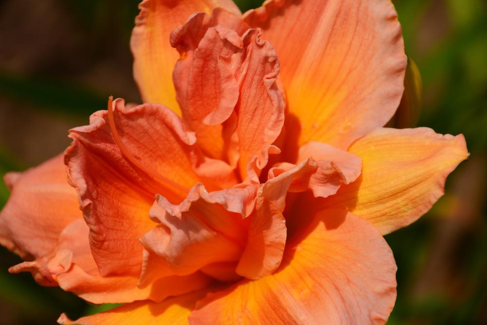 Daylily (Hemerocallis 'Chesapeake Bay Sunset') in the Daylilies ...