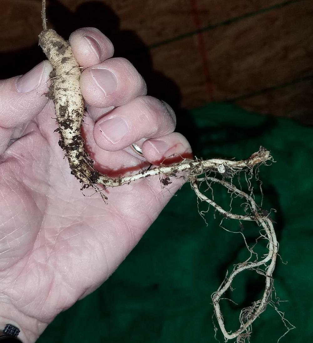 Photo of the roots of Man of the earth (Ipomoea pandurata) posted by ...