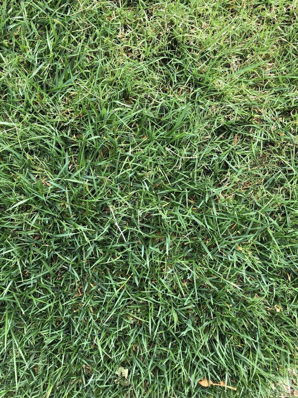 What grass is this? in the Lawns and Grass forum - Garden.org