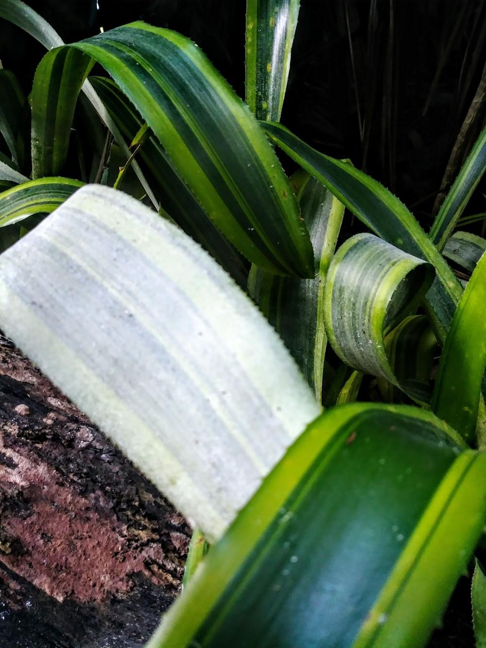 Scale of beauty in the Bromeliads forum - Garden.org