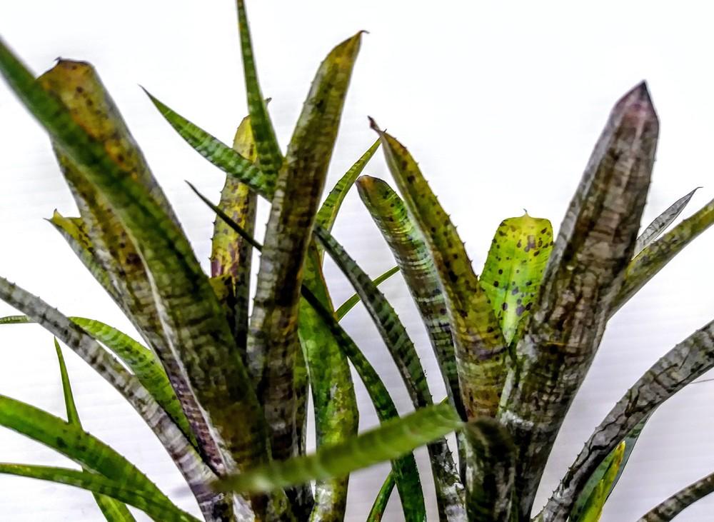 Scale of beauty in the Bromeliads forum - Garden.org