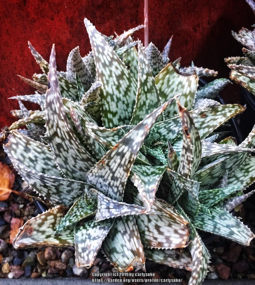 Aloe 'White Fox' in the Aloes Database - Garden.org