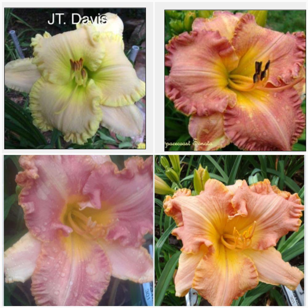 Color changing daylilies in the Daylilies forum - Garden.org