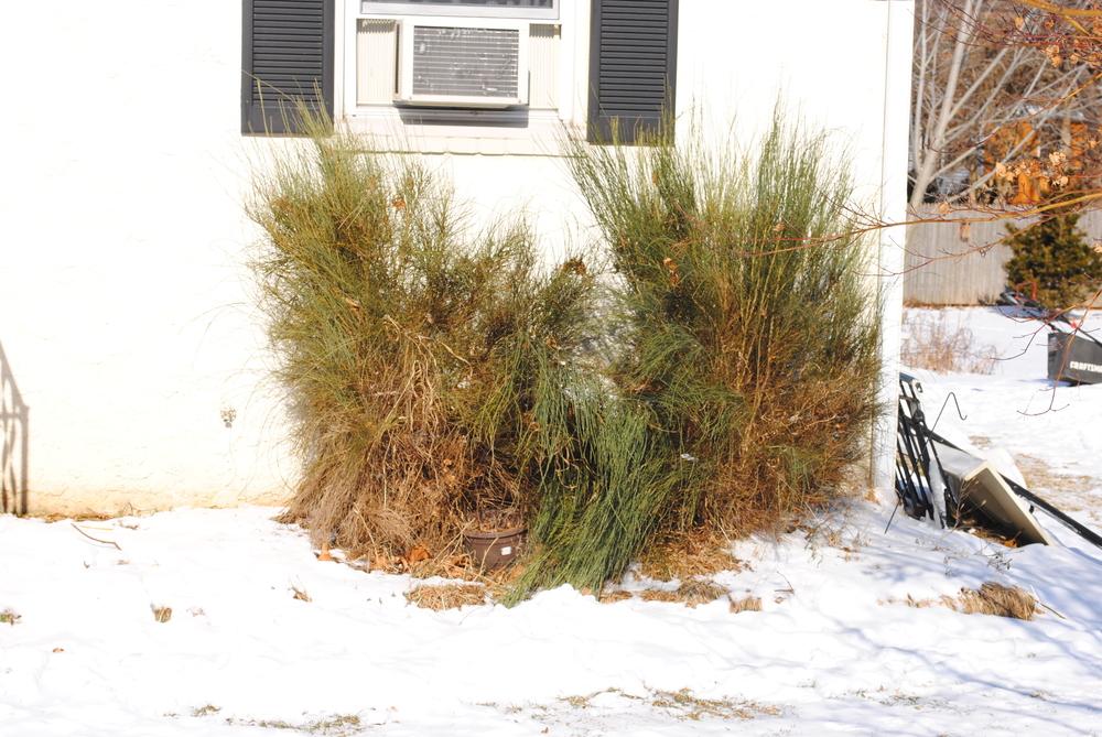 Photo of the entire plant of Scotch Broom (Cytisus scoparius) posted by ...