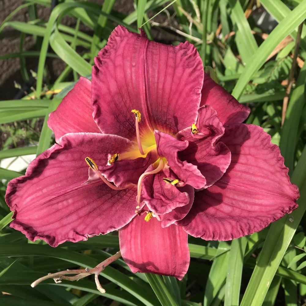 Daylily (Hemerocallis 'Double Cranberry Ruffles') in the Daylilies ...