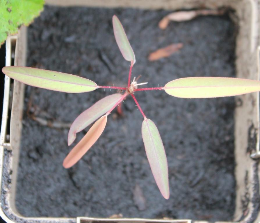 Telegraph Plant (Codariocalyx motorius) - Garden.org