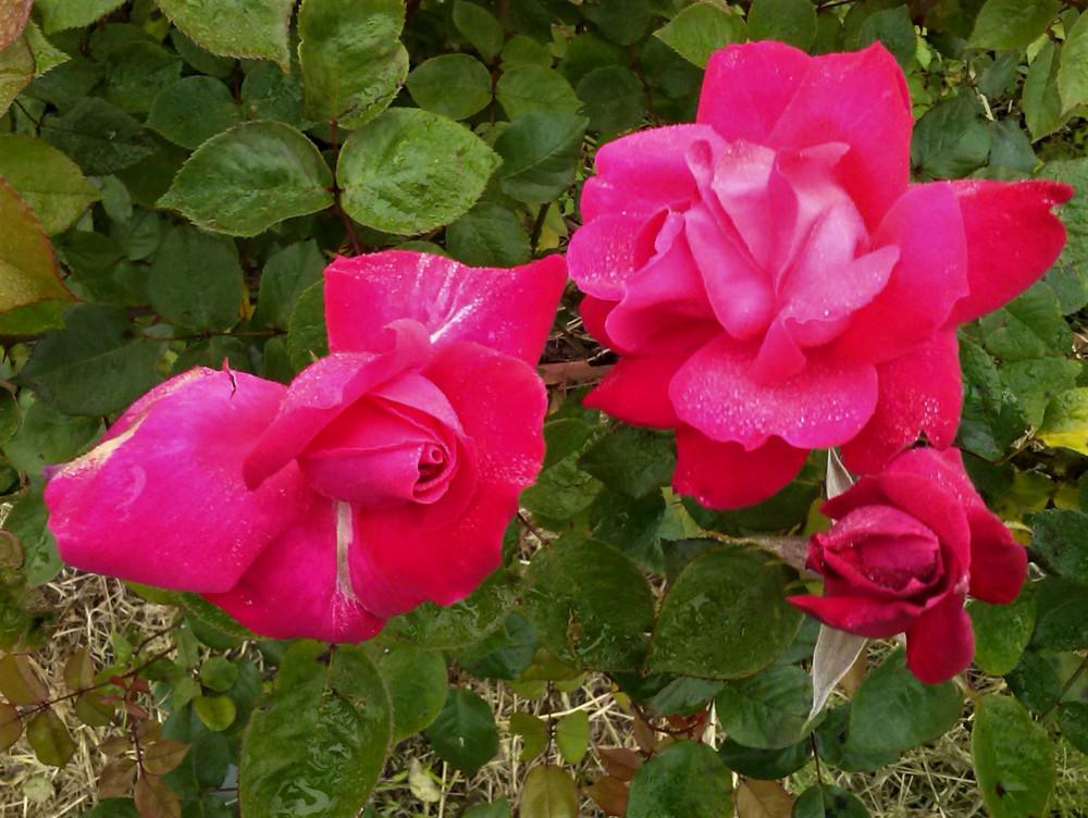 Rose (Rosa 'Hector Berlioz') in the Roses Database - Garden.org