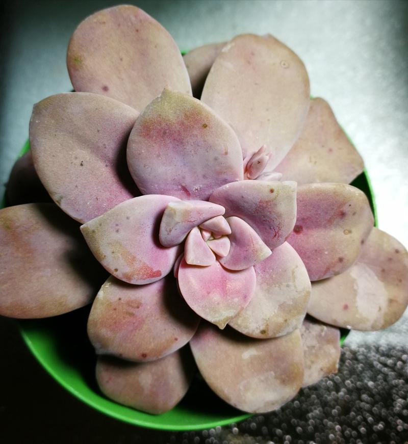 Spotted succulent leaves of Graptopetalum superbum (Kimnach) Acev ...