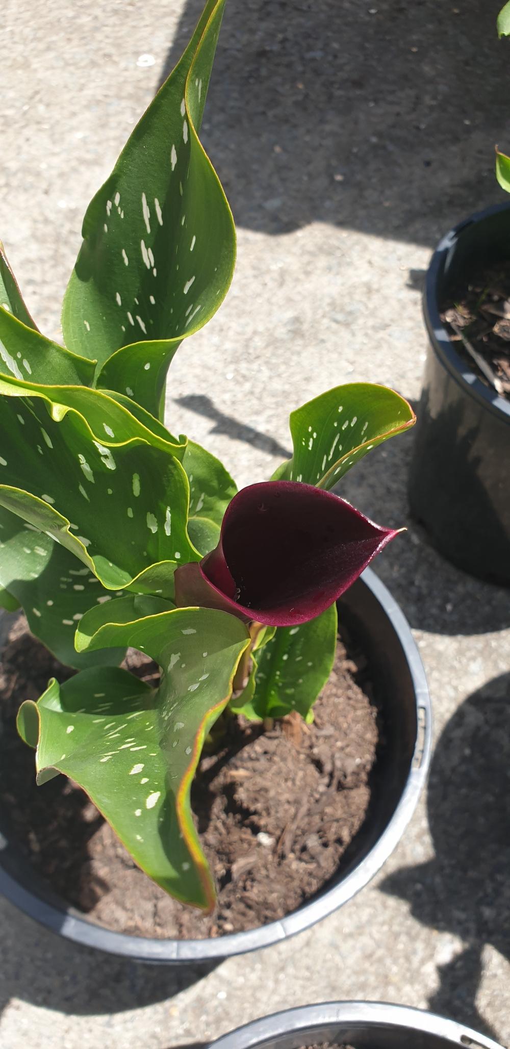 Calla Lily (Zantedeschia 'Hot Chocolate') in the Callas Database ...