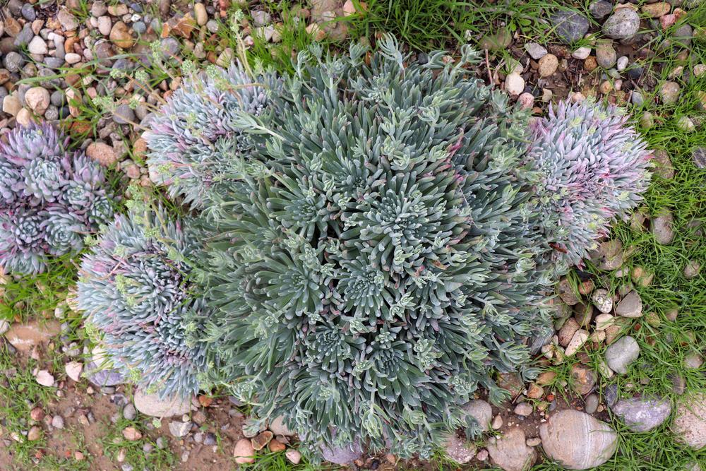 Dudleyas: Plant Care and Collection of Varieties - Garden.org