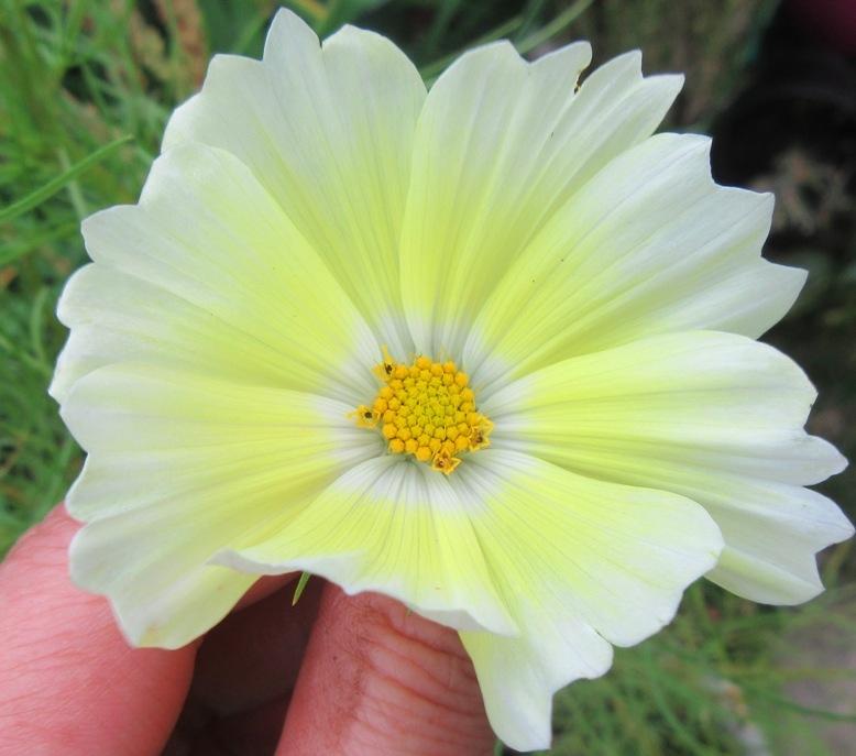 Cosmos (Cosmos bipinnatus 'Lemonade') in the Cosmos Database - Garden.org