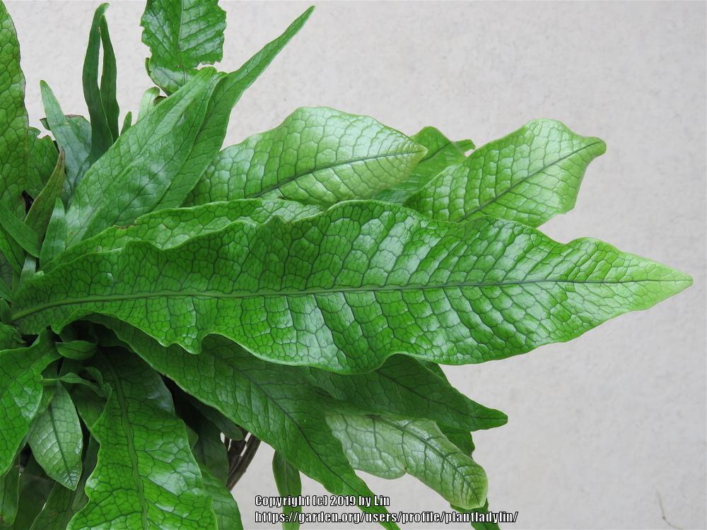 Crocodile Fern (Microsorum musifolium) - Garden.org