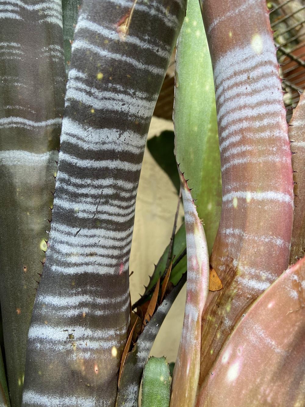 Scale of beauty in the Bromeliads forum - Garden.org