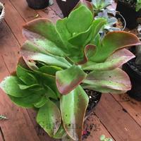 Photo of the entire plant of Kalanchoe 'Dragonfire' posted by ...