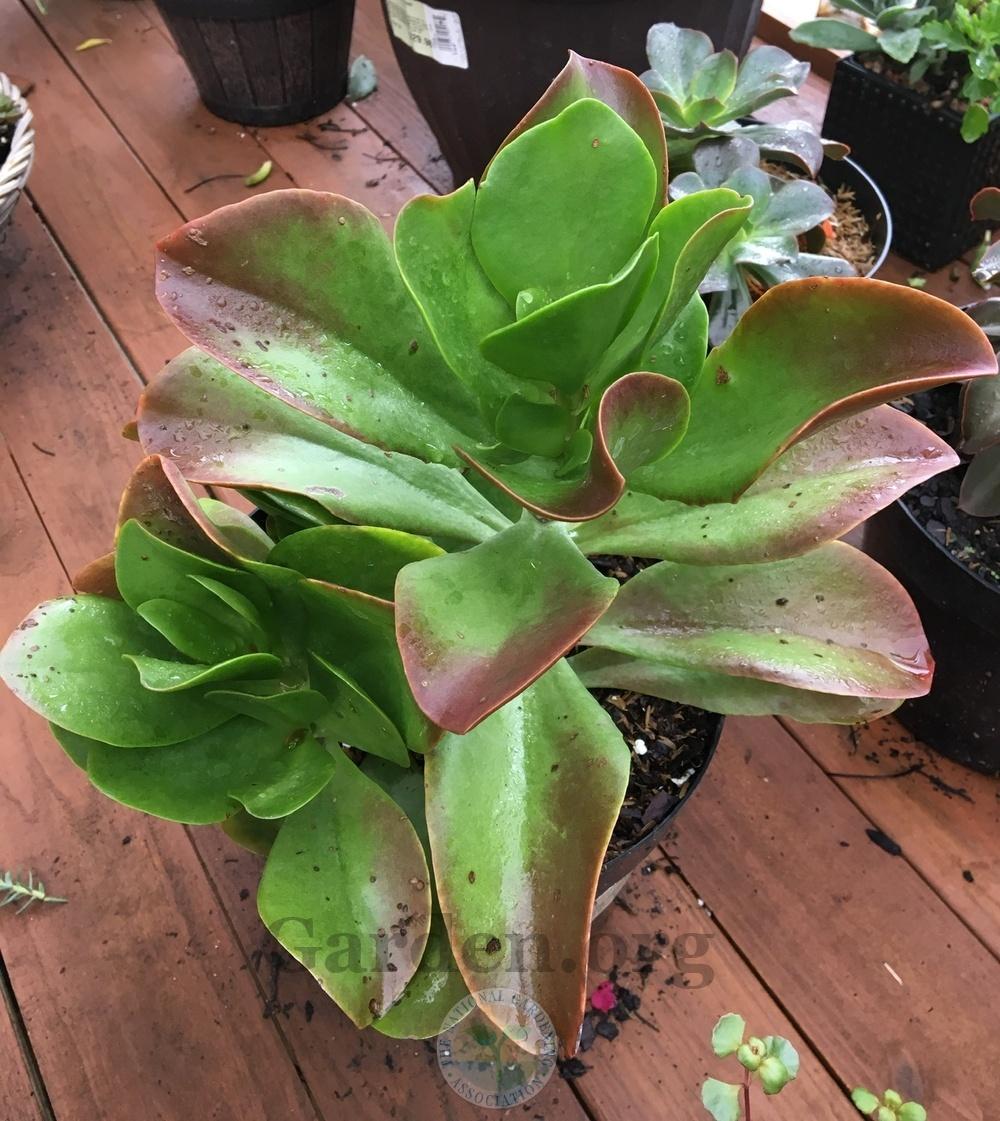 Photo of the entire plant of Kalanchoe 'Dragonfire' posted by ...