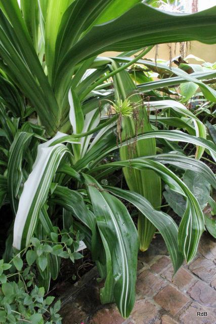 Photo of the entire plant of Variegated Grand Crinum Lily (Crinum ...