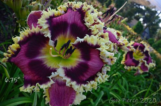 Photo of the bloom of Daylily (Hemerocallis 'Tumbleweed') posted by ...