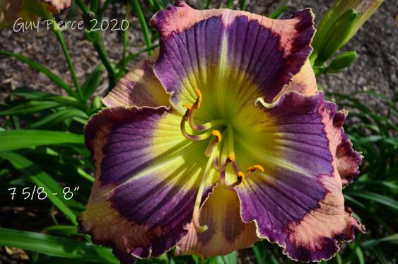 Daylily (Hemerocallis 'The Glowing Fields') in the Daylilies Database - Garden.org