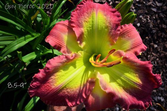 Daylily (Hemerocallis 'Bold Approval') in the Daylilies Database - Garden.org
