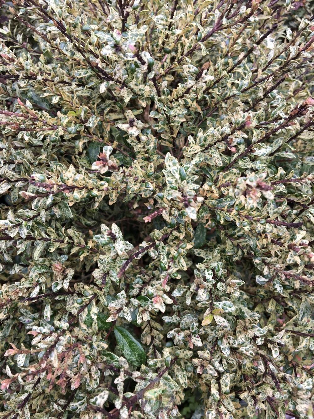 Simpson's Stopper (Myrcianthes fragrans 'Stoppermorph') - Garden.org