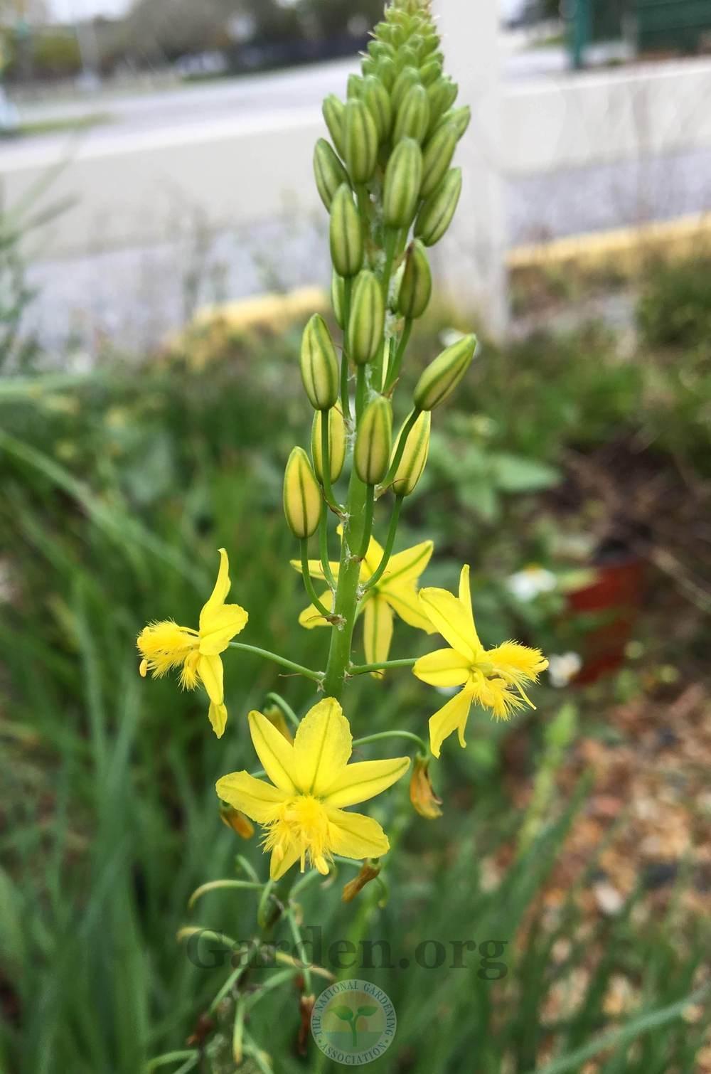 Photo of the bloom of Stalked Bulbine (Bulbine frutescens) posted by ...
