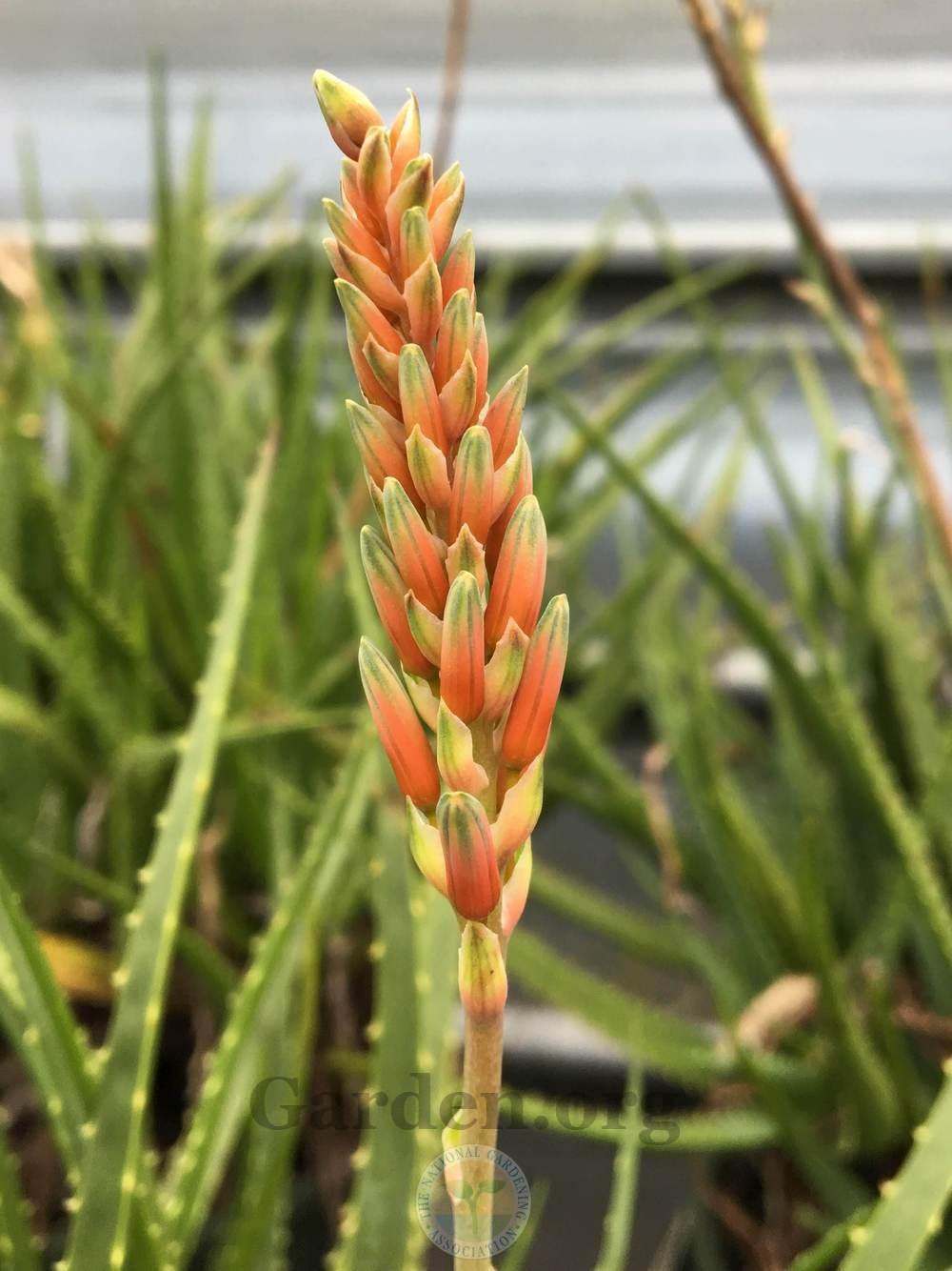 Aloe 'Safari Sunset' in the Aloes Database - Garden.org