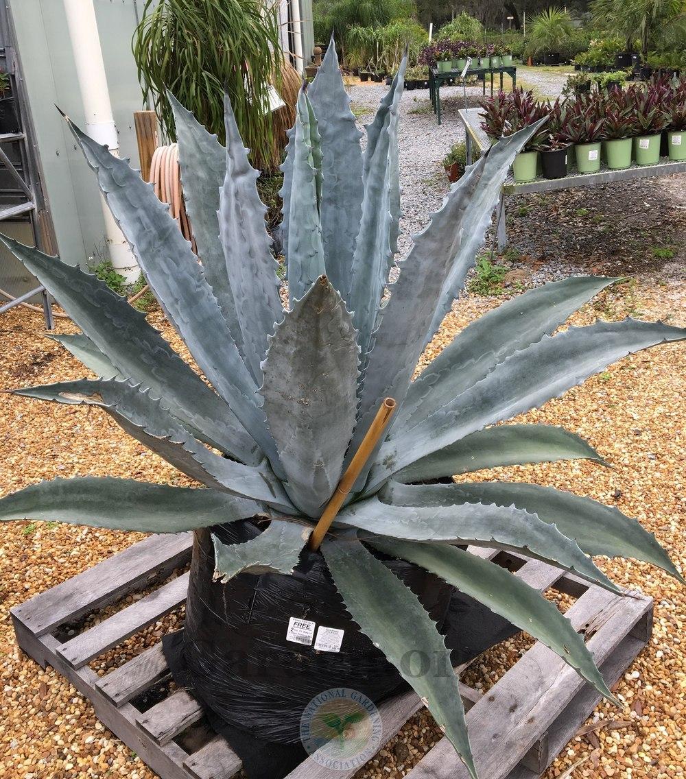 American Aloe (Agave americana 'Gainesville Blue') in the Agaves ...