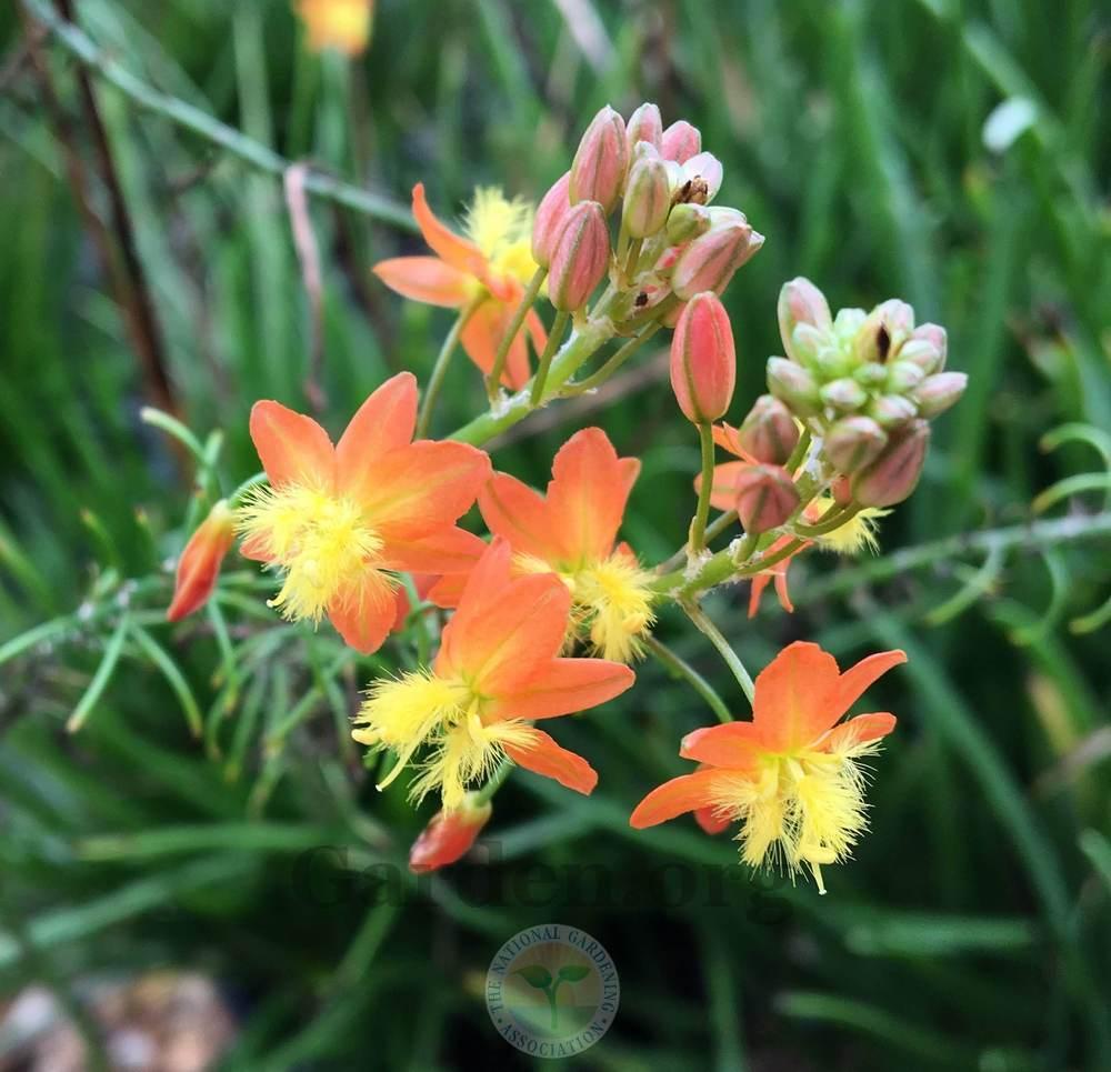 Photo of the bloom of Bulbine (Bulbine frutescens 'Hallmark') posted by ...