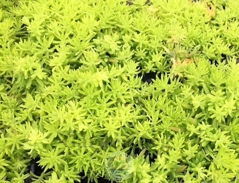 Stonecrop (Petrosedum Florida Friendly Gold™) - Garden.org