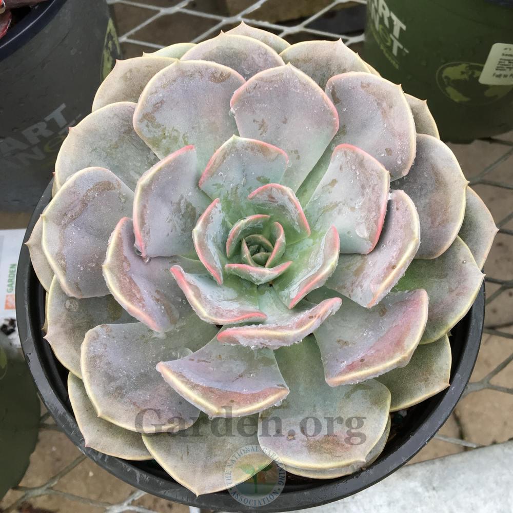 Graptoveria (XGraptoveria 'Francesca') - Garden.org