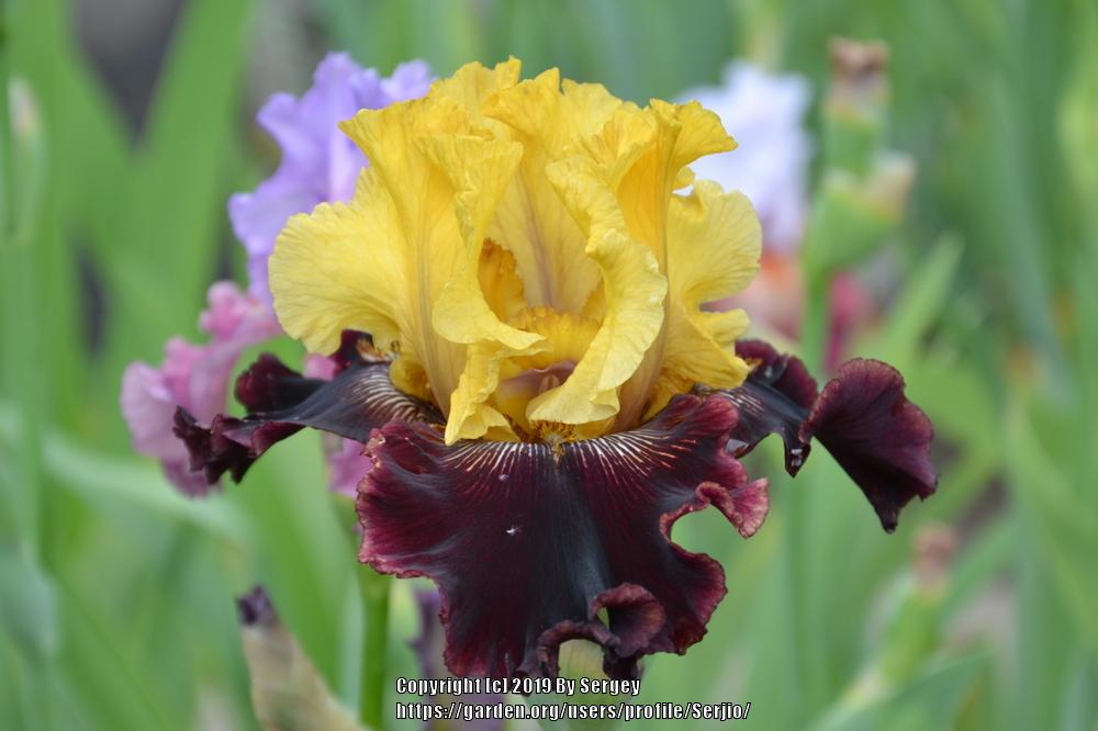 Tall Bearded Iris (Iris 'Dad's a Pirate') in the Irises Database ...
