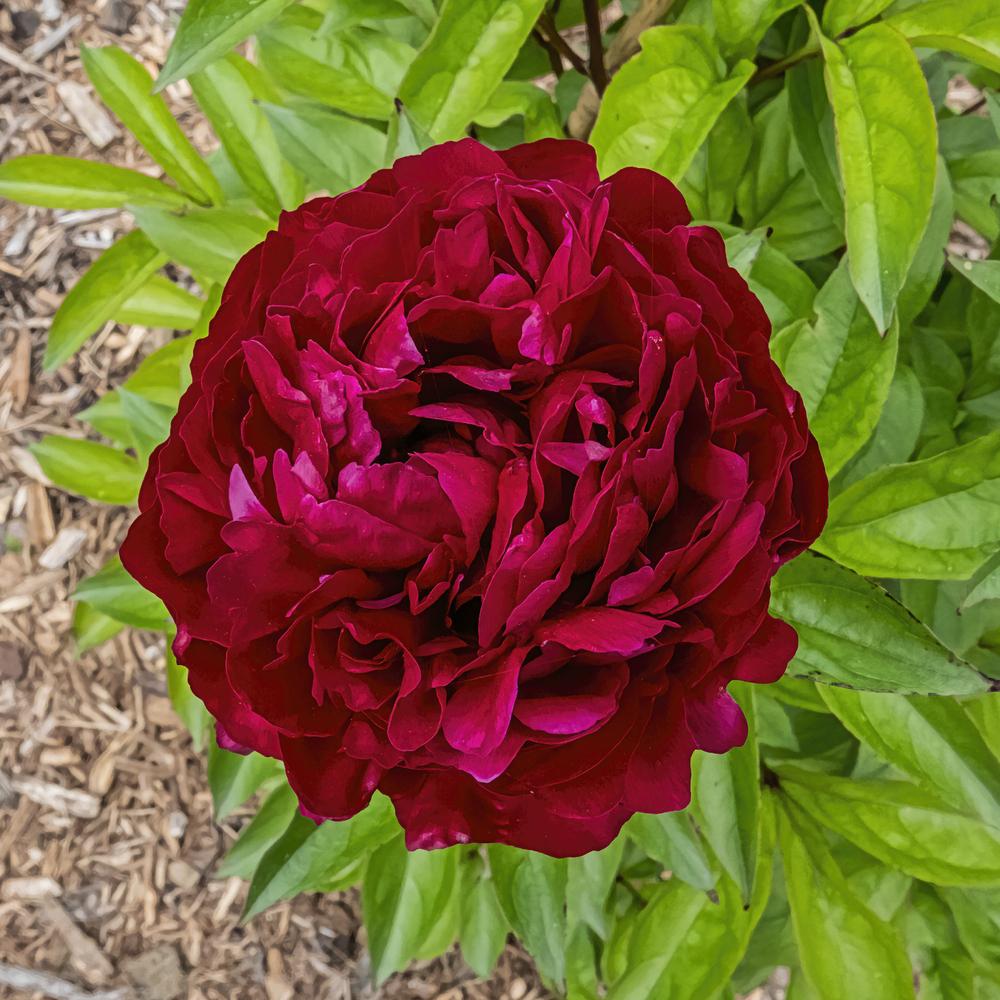 Peony (Paeonia 'Bonanza') in the Peonies Database - Garden.org