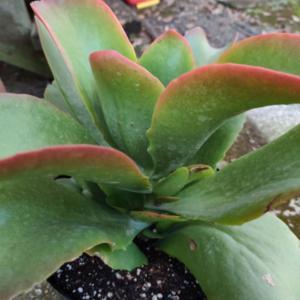 Kalanchoe 'Dragonfire' in the Kalanchoes Database - Garden.org