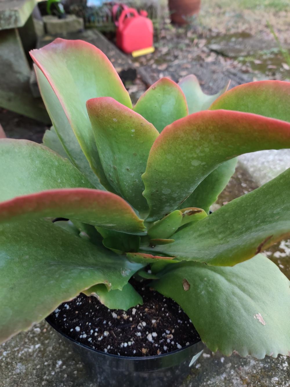 Kalanchoe 'Dragonfire' in the Kalanchoes Database - Garden.org