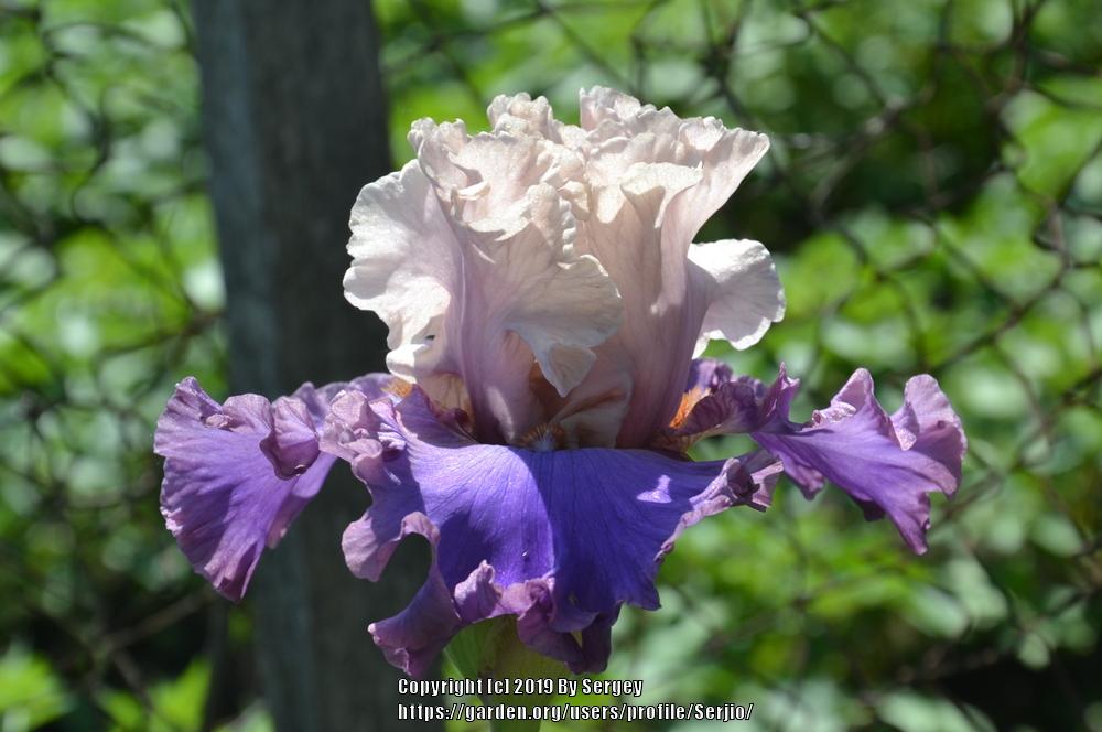 Tall Bearded Iris (Iris 'Dance a Dance') in the Irises Database ...