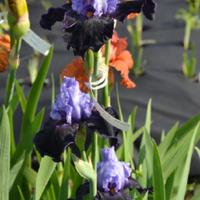 Photo of the bloom of Tall Bearded Iris (Iris 'Dangerous Mood') posted ...