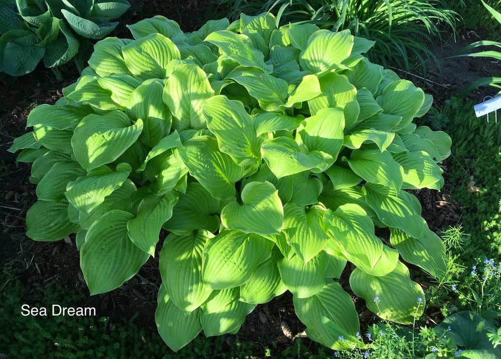 Hosta 'Sea Dream' in the Hostas Database - Garden.org