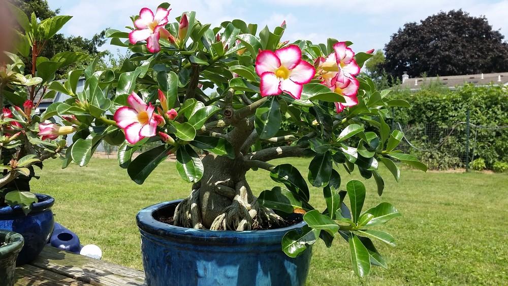 Adeniums: Plant Care and Collection of Varieties - Garden.org