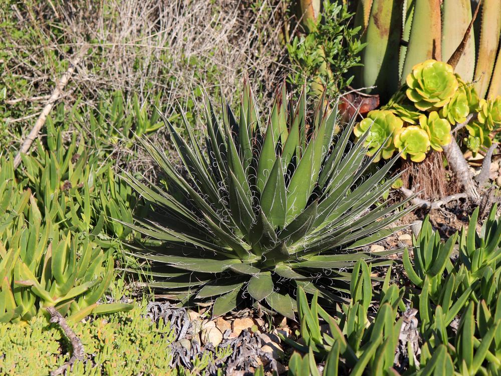 Thread-Leaf Agave (Agave schidigera) in the Agaves Database - Garden.org