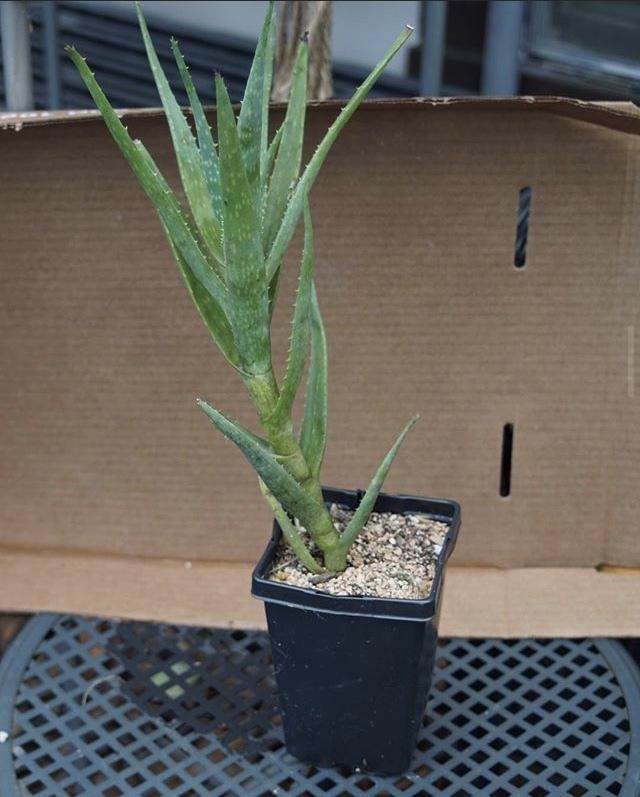 Aloe 'California' in the Aloes Database - Garden.org