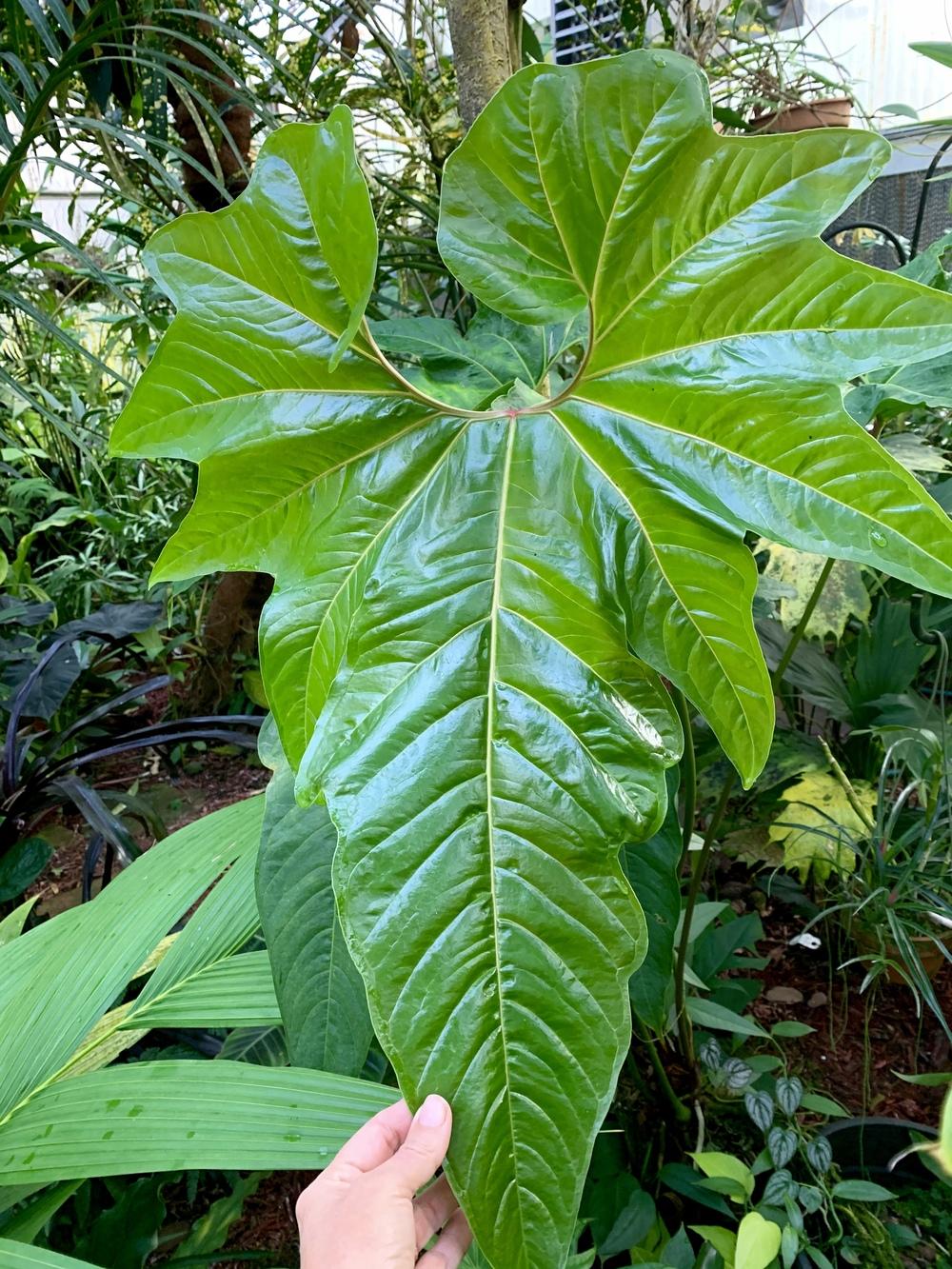 Show your weirdest aroid leaf in the Philodendrons, Elephant Ears, and ...