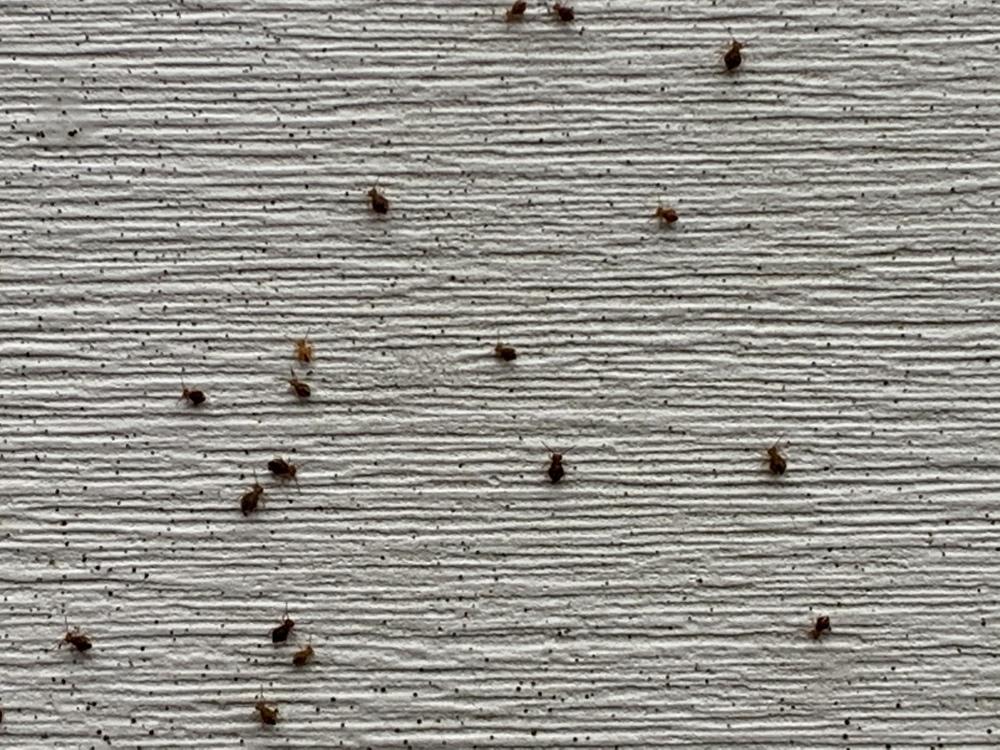 Thousands on siding in the Insect and Bug ID forum - Garden.org