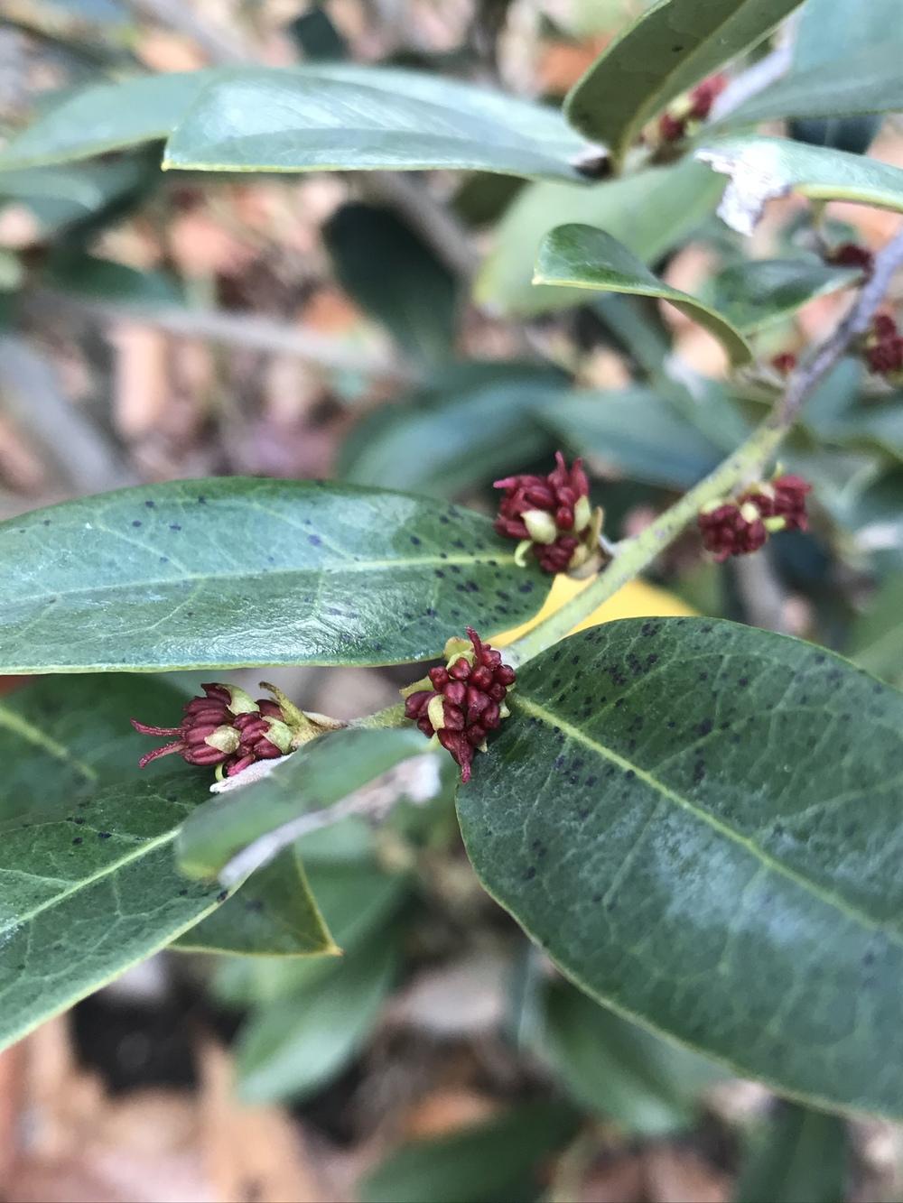 Photo of the bloom of Evergreen Witch Hazel (Distylium 'Vintage Jade ...