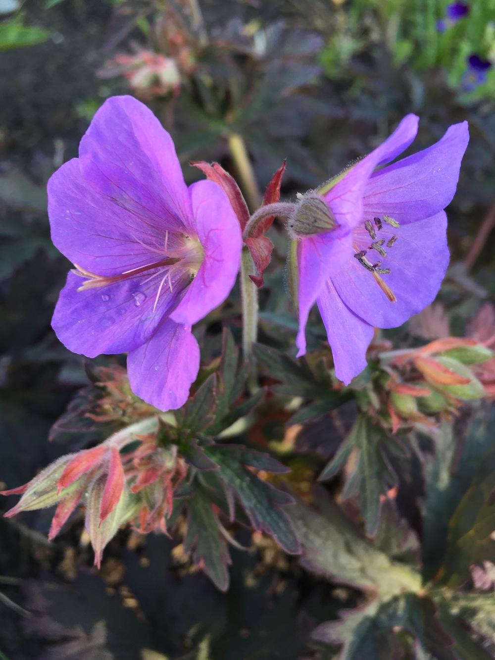 Hardy Geranium (Geranium pratense 'Boom Chocolatta') in the Geraniums ...