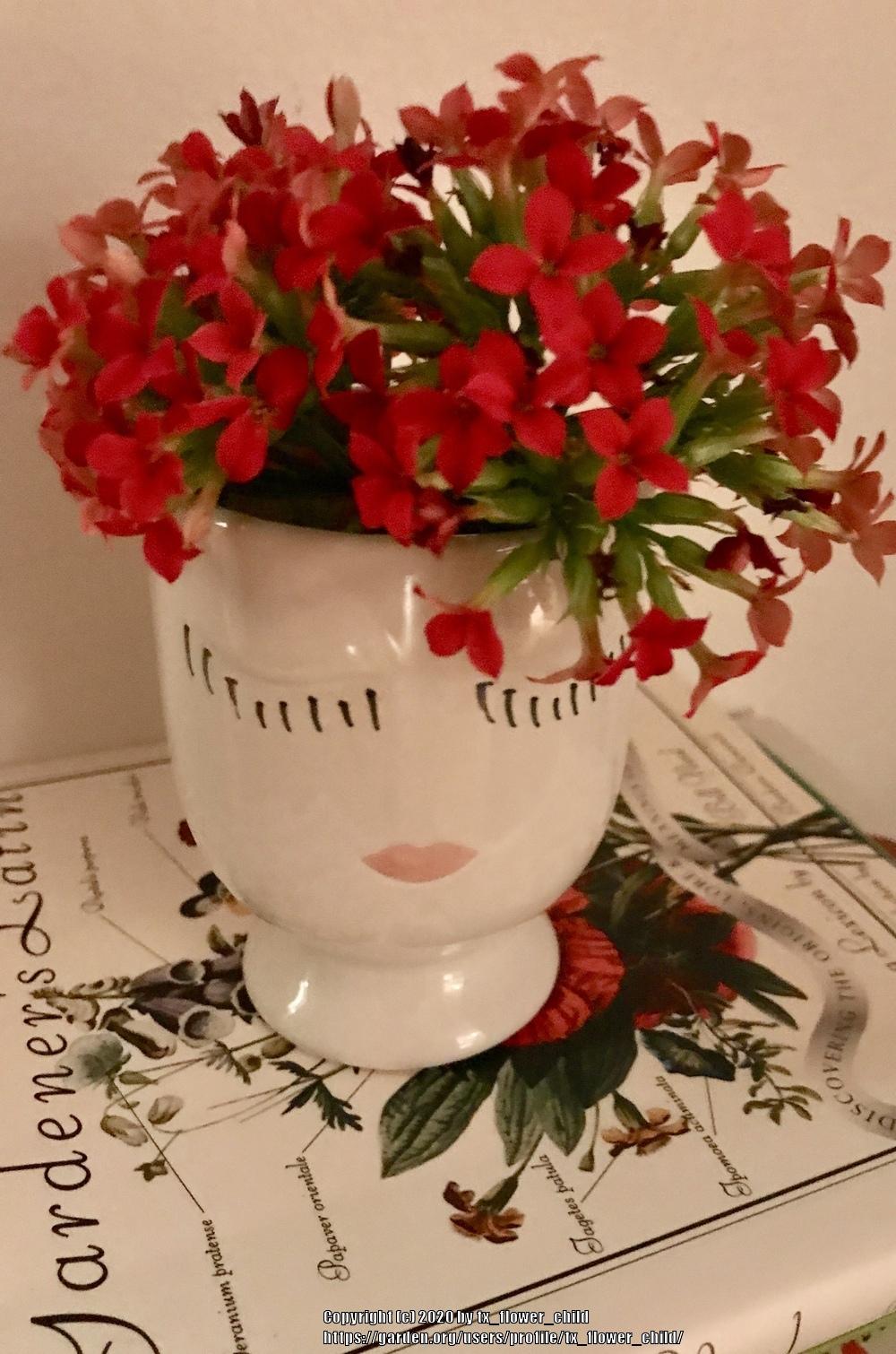 This funky container in the Bromeliads forum - Garden.org