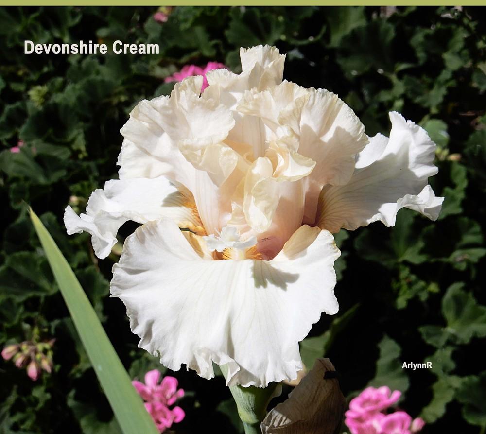 Tall Bearded Iris (Iris 'Devonshire Cream') in the Irises Database ...