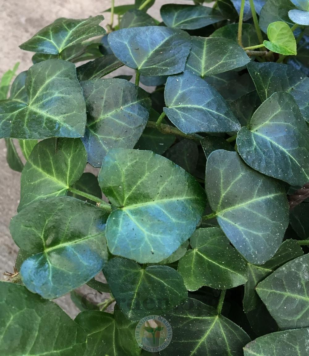 Ivy (Hedera helix 'My Heart') - Garden.org
