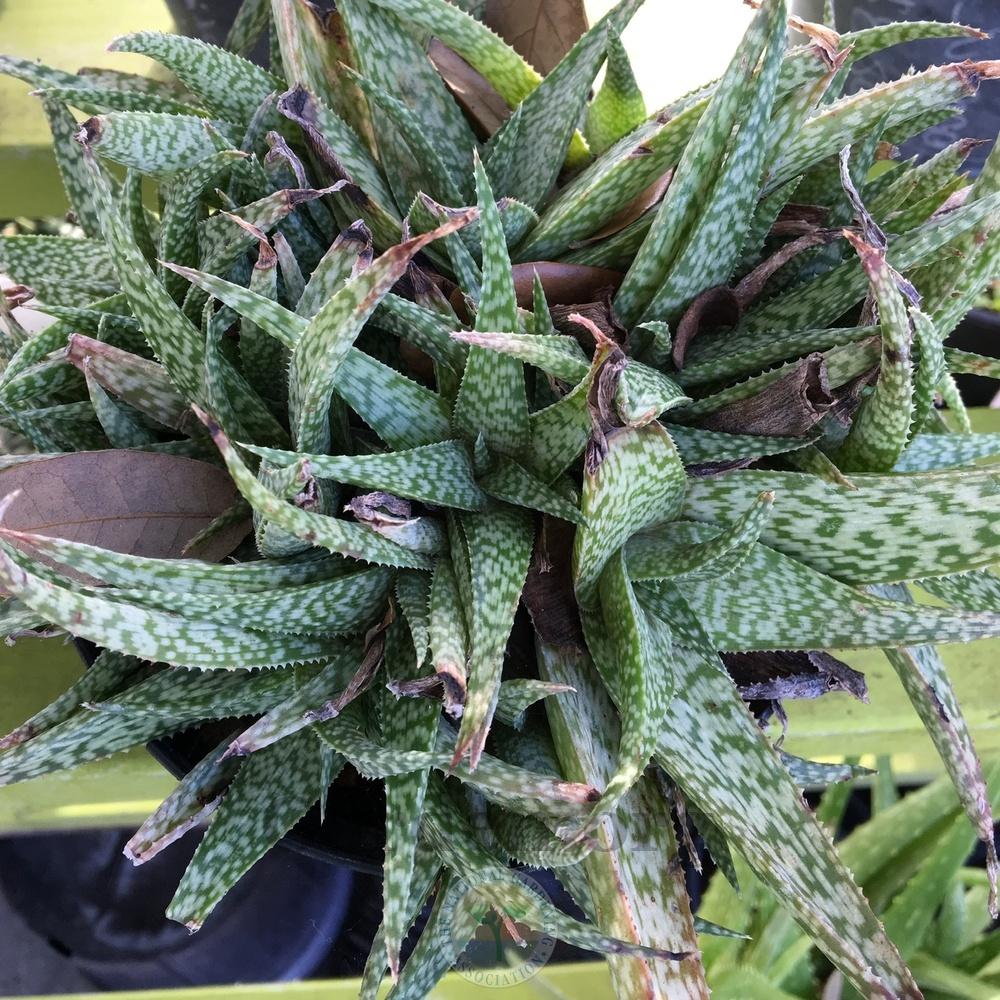 Aloe 'White Beauty' in the Aloes Database - Garden.org